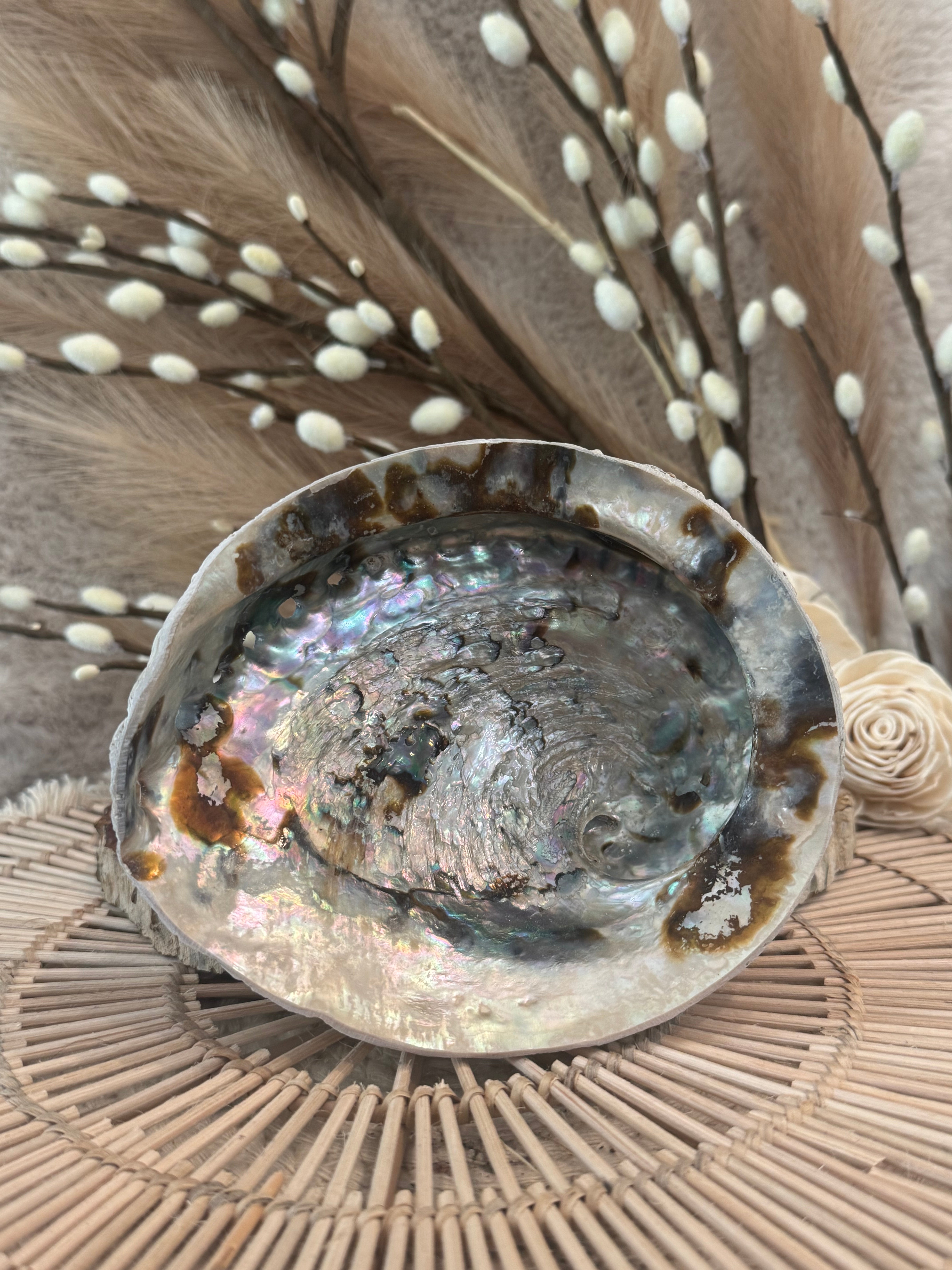 Abalone Shell – Alaskan Mystic Wonders
